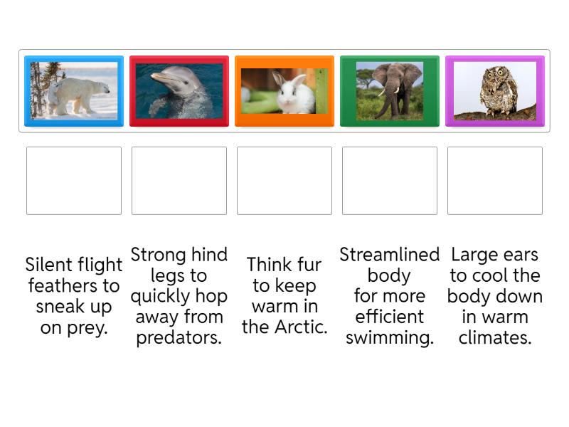 Animal adaptations - Match up