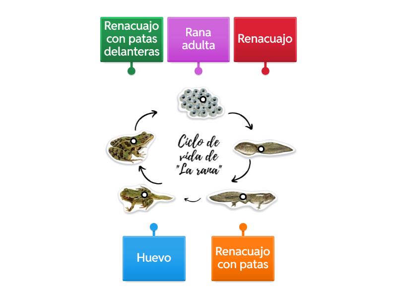 Ciclo de vida de una rana - Diagrama con etiquetas