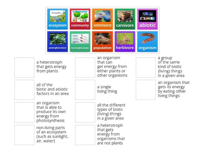 Ecosystem Vocabulary 2 - Match up