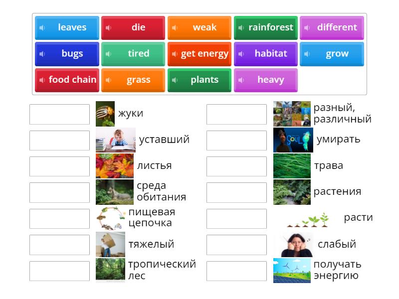 SM 3 unit 2 food chain - Match up