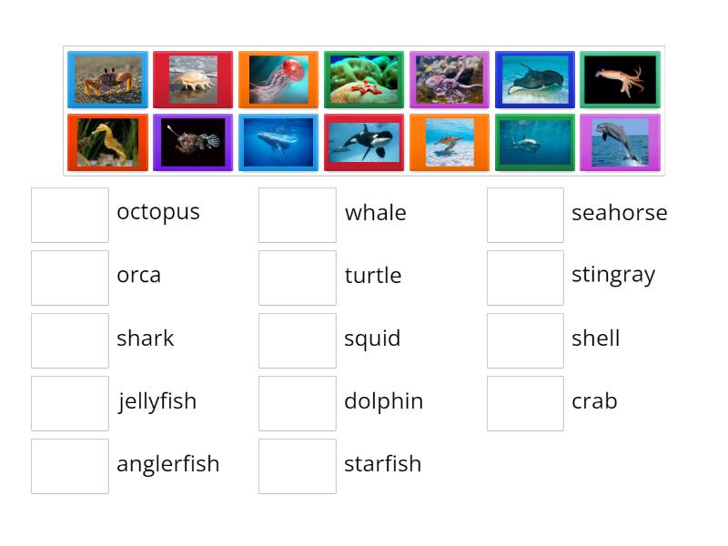 Sea Animals - Match up