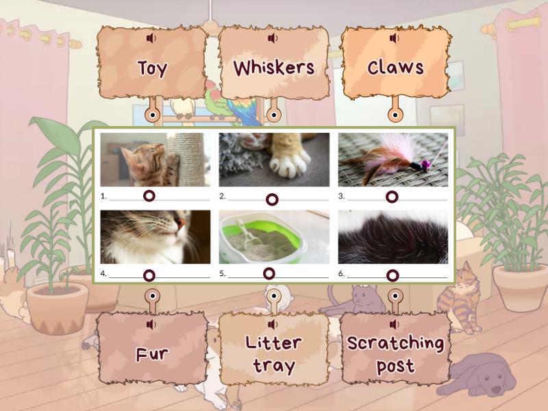 cats - Labelled diagram