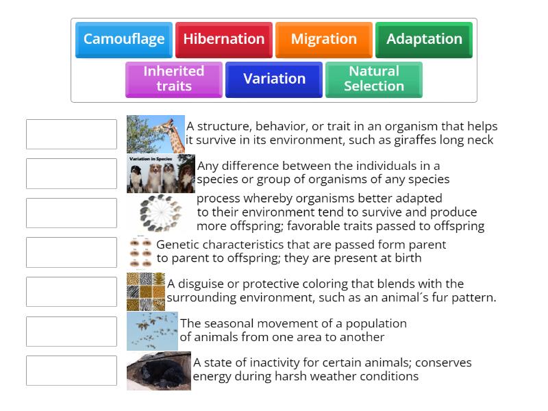 6th grade: Variation in a Population - Match up