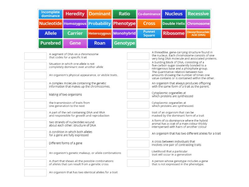 Genetics Glossary Terminology Gameshow - Match up