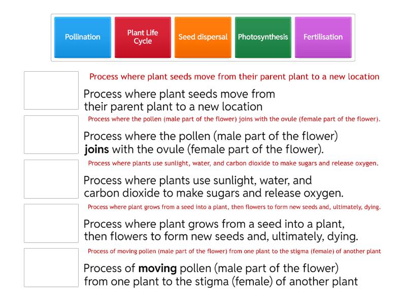 Life Cycle of Plants - Сопоставить