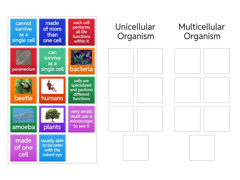 Unicellular vs. Multicellular Organisms - Group sort