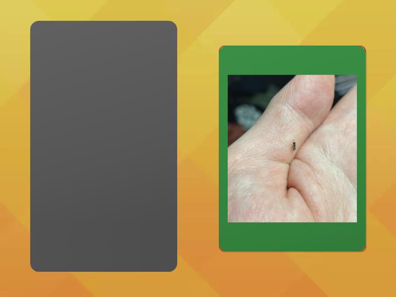 Lets Describe... - Speaking cards