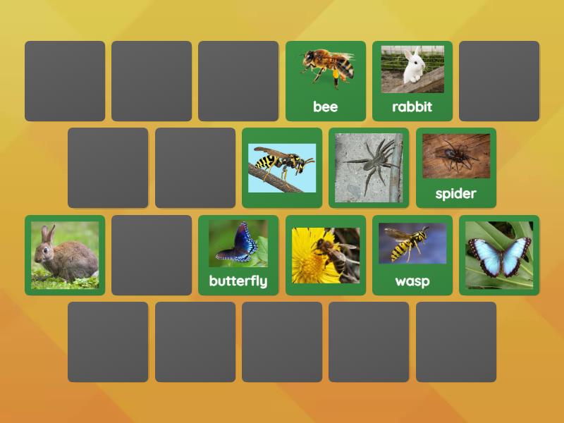 WILD ANIMALS and INSECTS - Matching pairs