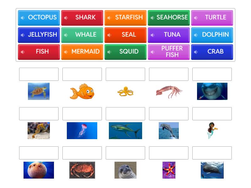 SEA ANIMALS - Match up