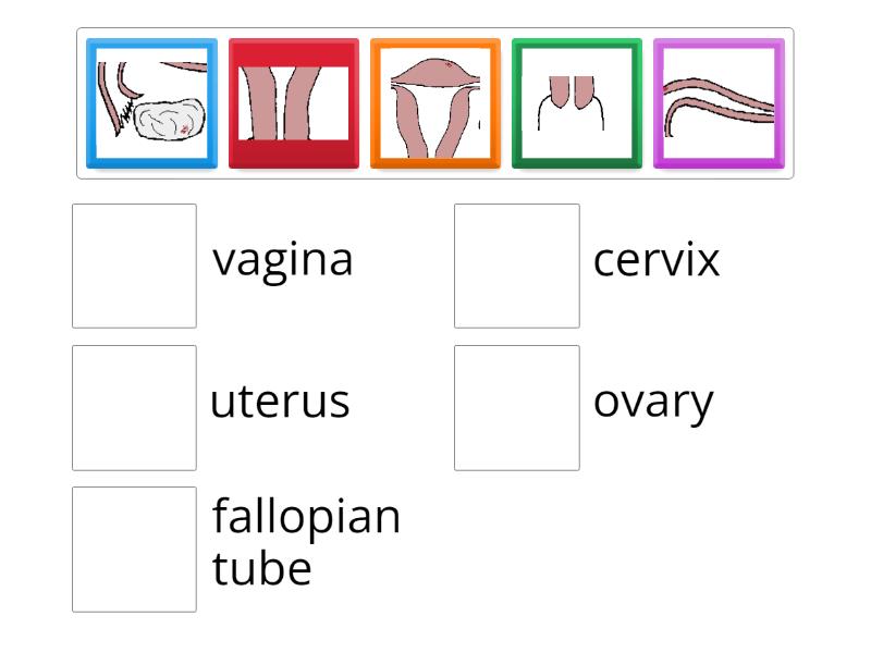 Female Reproductive System - Match up
