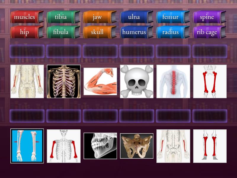 Bones and Muscles - Match up
