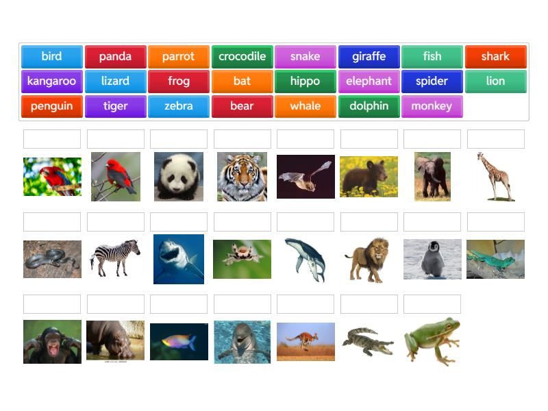 Wild animals - Match up