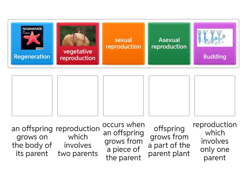 types of reproduction - Match up