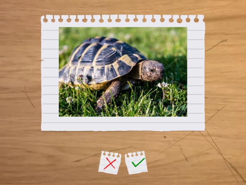 Las MASCOTAS (pets) - Flash cards