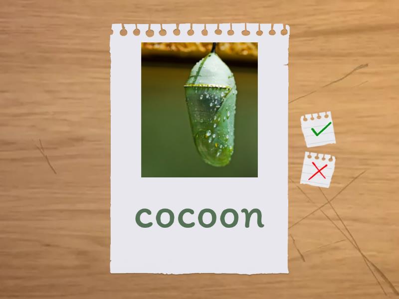 The Very Hungry Caterpillar - Flash cards