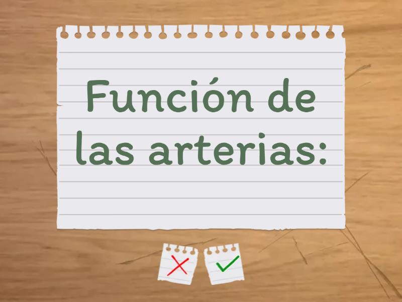 Sistema Circulatorio - Flash cards