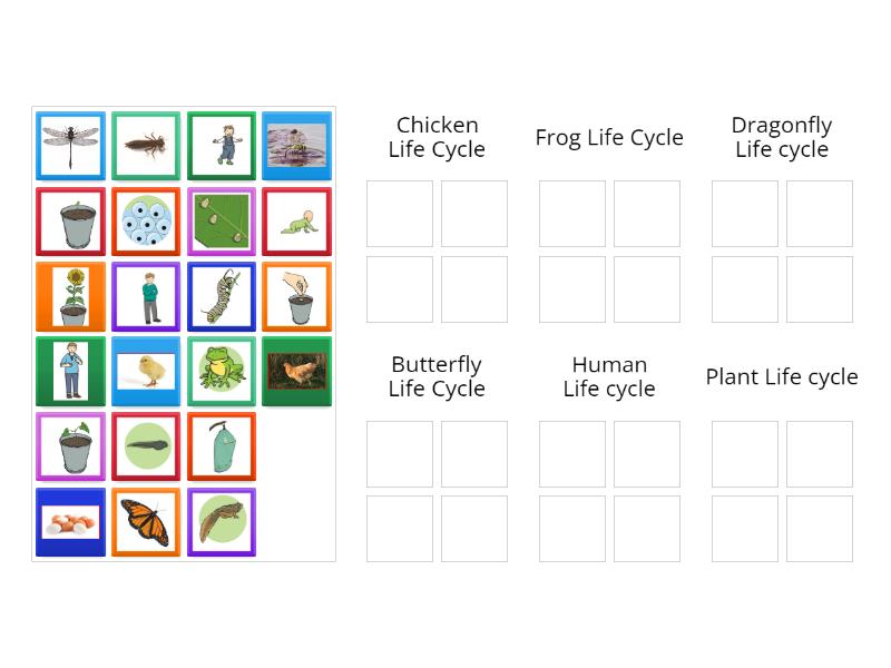 Sequencing Life Cycles - Group sort