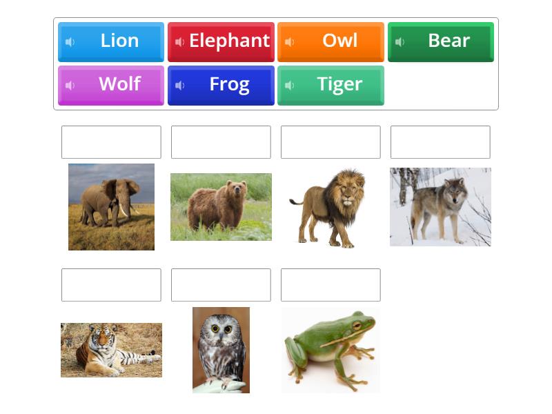 Animal Sound : Guess the Wild Animal! - Match up