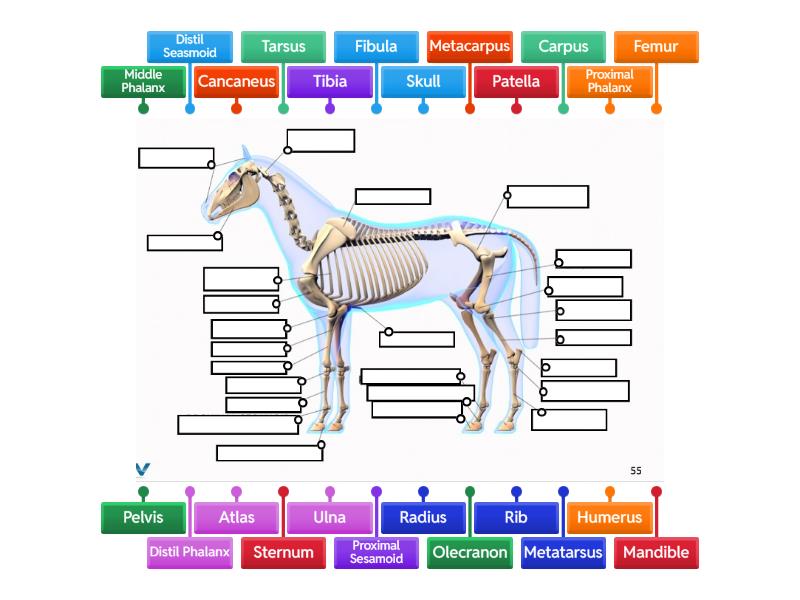 Horse Skeletal Anatomy - Labelled diagram