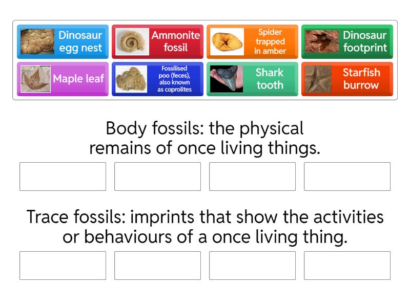 Week 16 - Body Fossils & Trace Fossils - Group sort