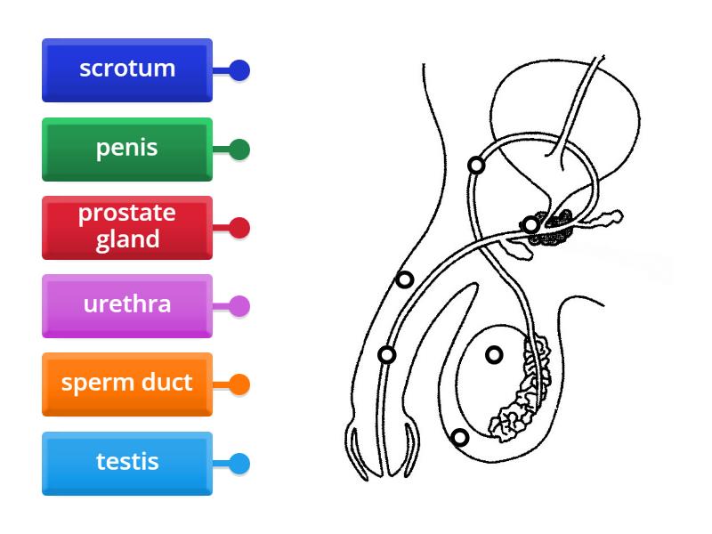 Male Reproductive System (Side View) - Imagem com legenda