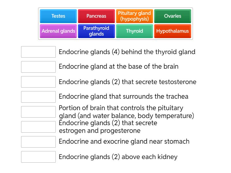 A&P Session 13- endocrine glands - Match up