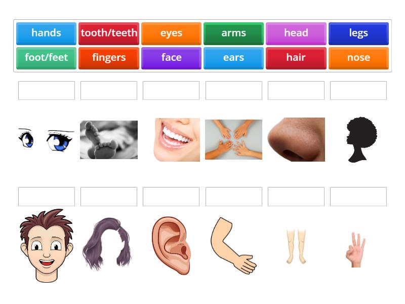body parts - Match up