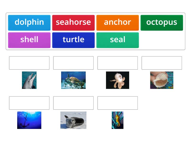 Sea animals - Match up