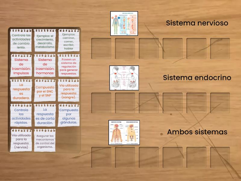 El sistema endocrino y el sistema nervioso - Ordenar por grupo