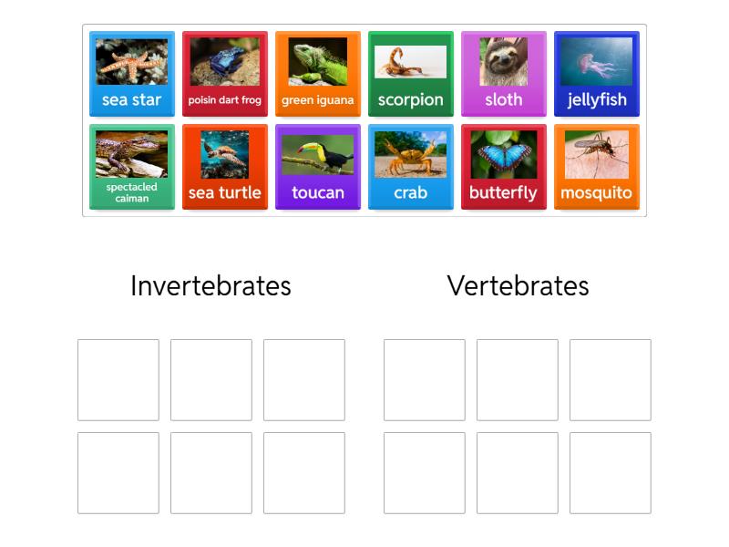 Invertebrate/Vertebrate Match - Group sort