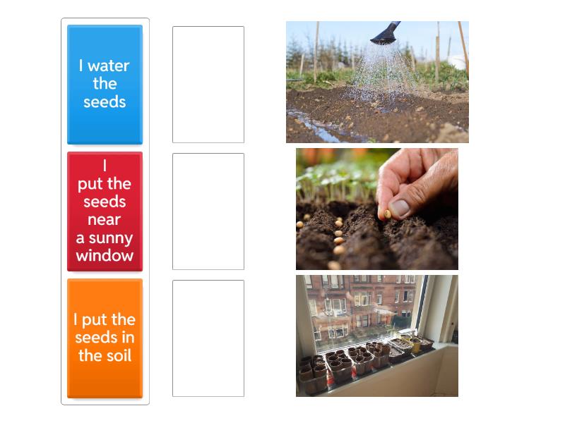 planting a seed sequencing - Match up