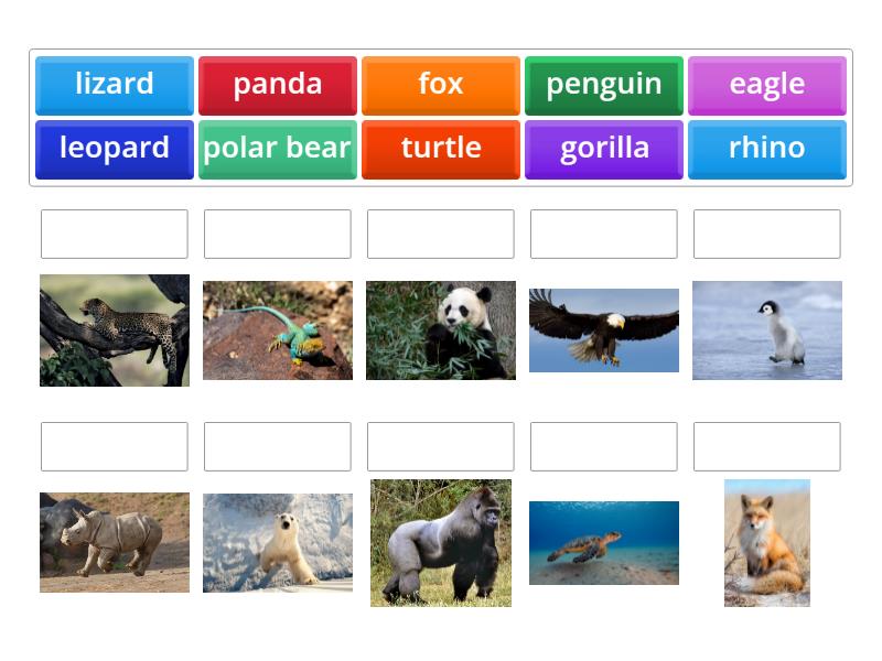 Wild animals - Match up