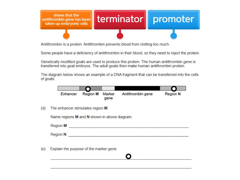 Addition of promoter & terminator regions to DNA fragments and use of ...