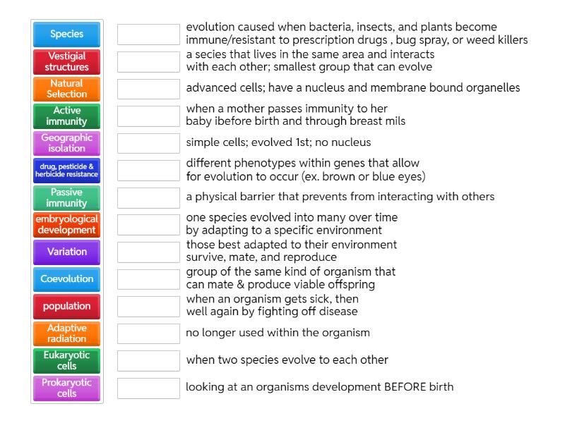 Evolution Vocabulary - Match up