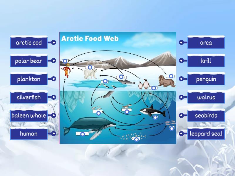 1.4.2 Arctic food web labelled diagram - Диаграмма с метками