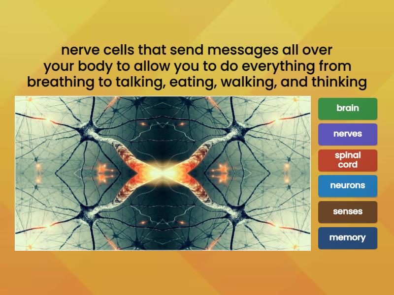 3rd Grade - Nervous System - Quiz