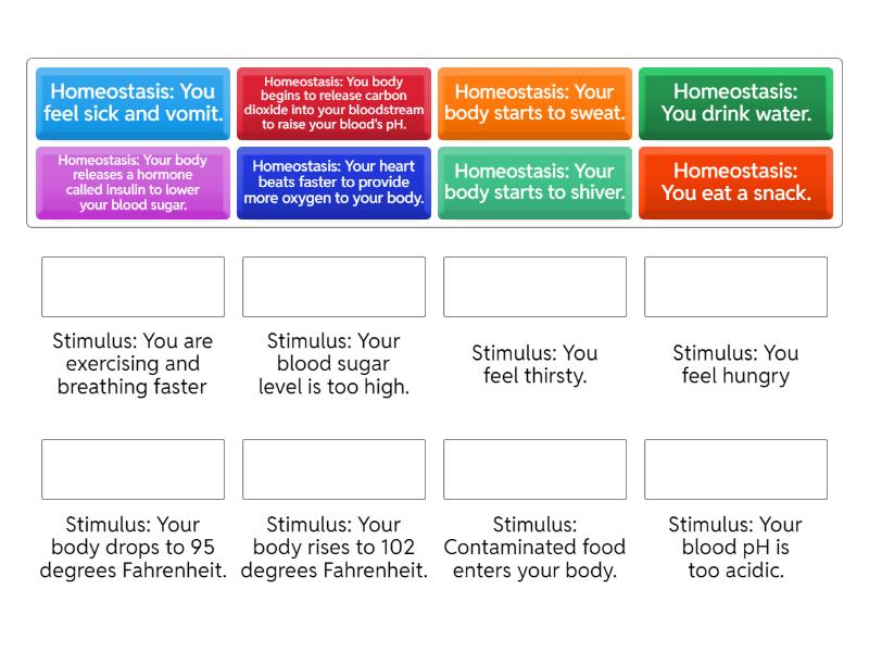 Homeostasis Matching Activity - Une las parejas