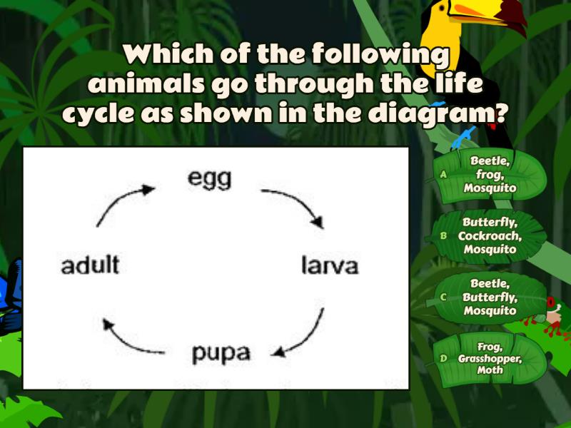 Life cycle of Animals - Test