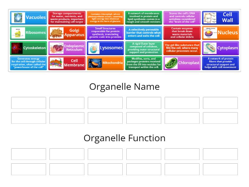 Animal and Plant Cell Organelles - Group sort