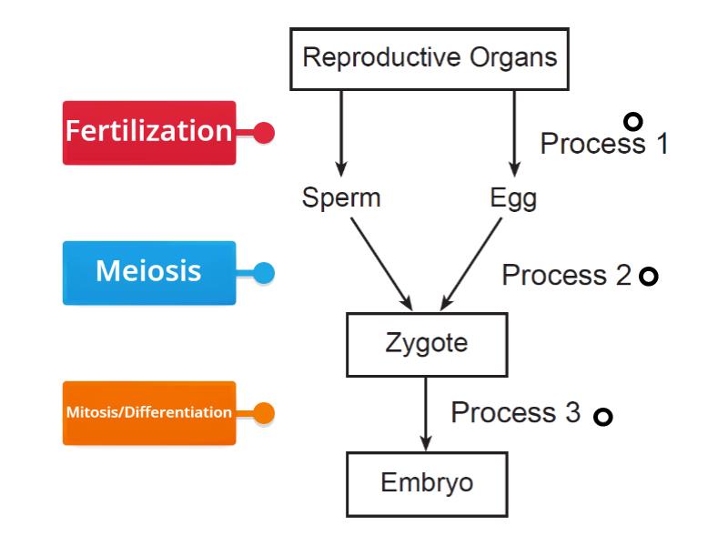 Embryonic Development - Labelled diagram