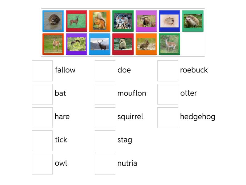 Forest animals - Match up