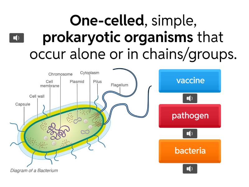 Bacteria, Protist and Fungi Vocabulary - Quiz