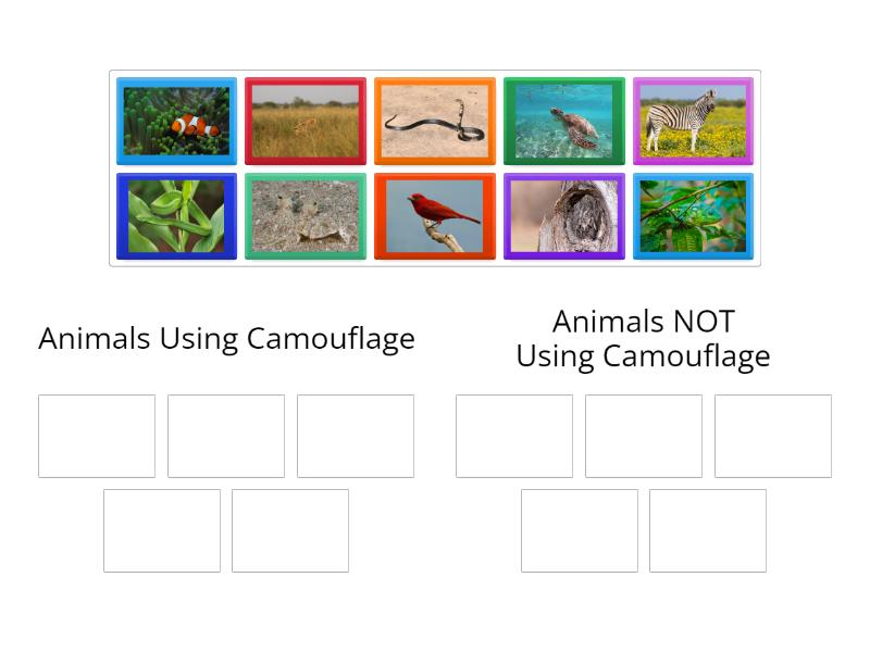 Camouflage Sorting Activity - Group sort