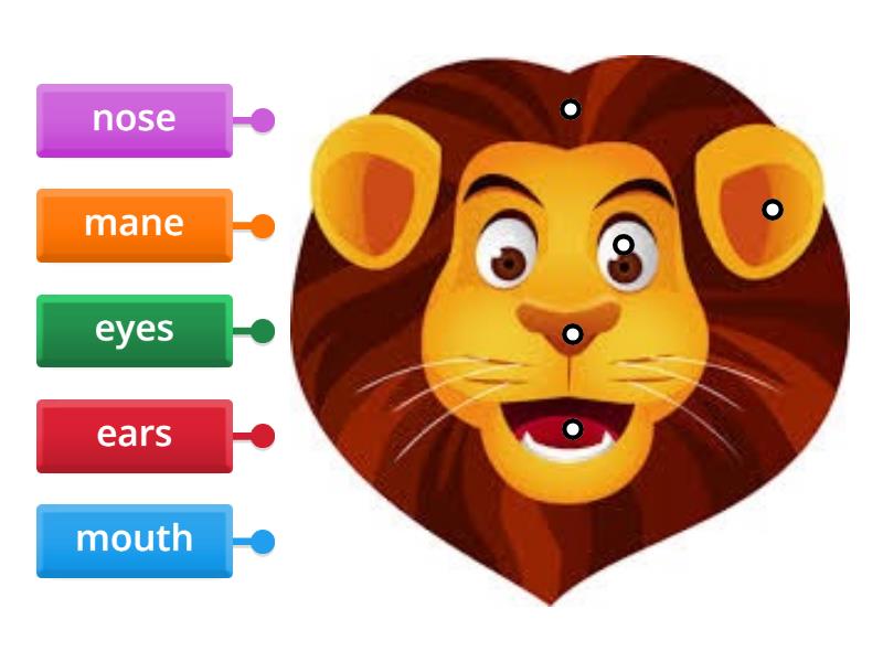 Lion's Face Parts - Labelled diagram