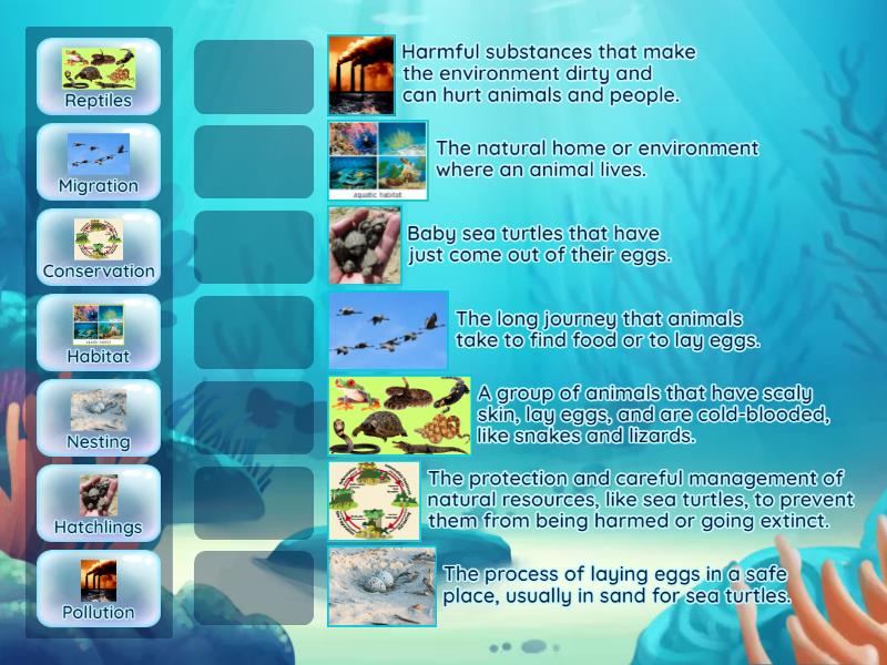 Sea Turtles: Amazing Ocean Explorers Matching Vocabulary - Match up