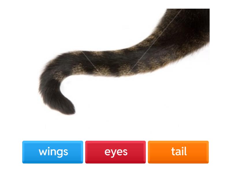 Naming Animals' Body Parts. (Review) - Quiz