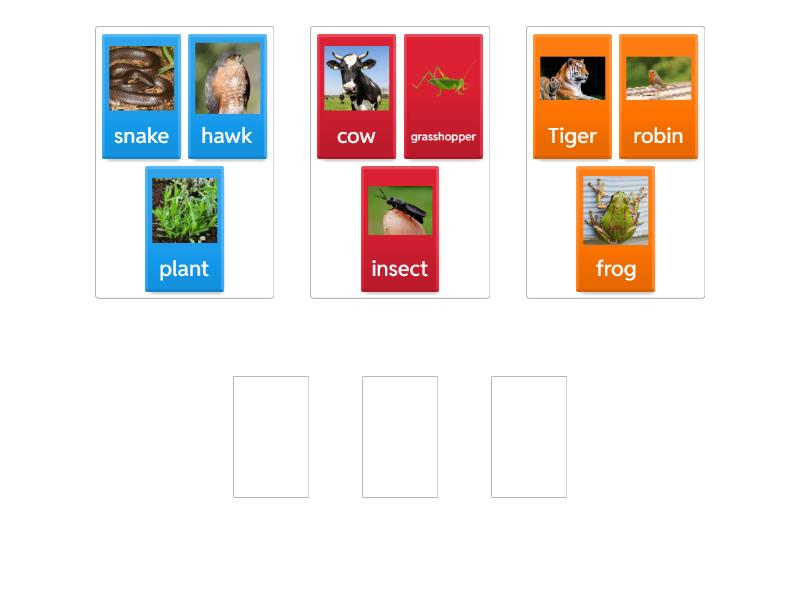 Food chain sorting game - Make sets