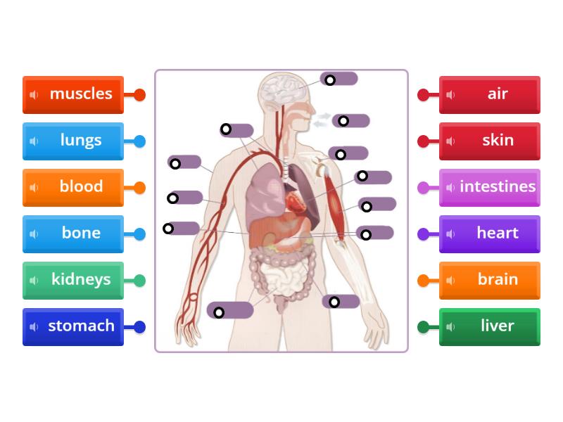 Inside your body - Labelled diagram