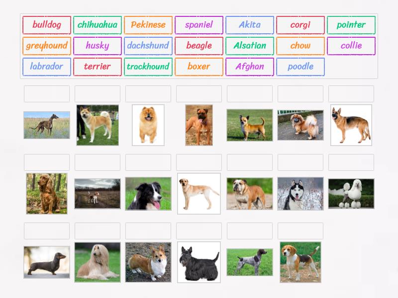 Dog Breeds - Match up
