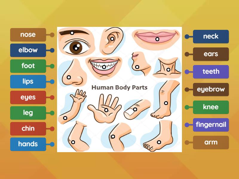 Label the parts of the body - Beschriftetes Diagramm